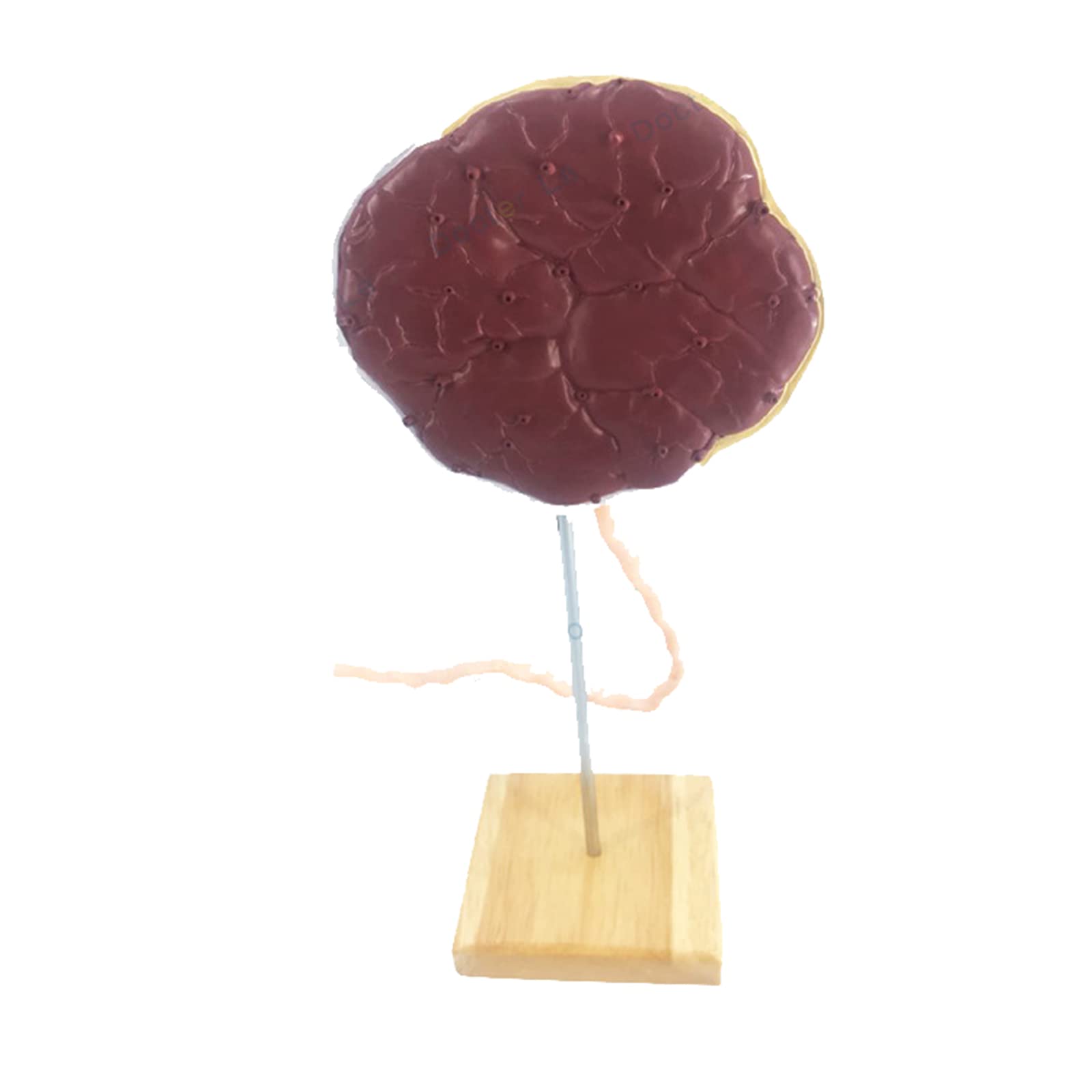 KH66ZKY Human Placenta Umbilical Cord Model - Reproductive System Anatomical Model - Human Internal Organs Medical Educational Training Aid
