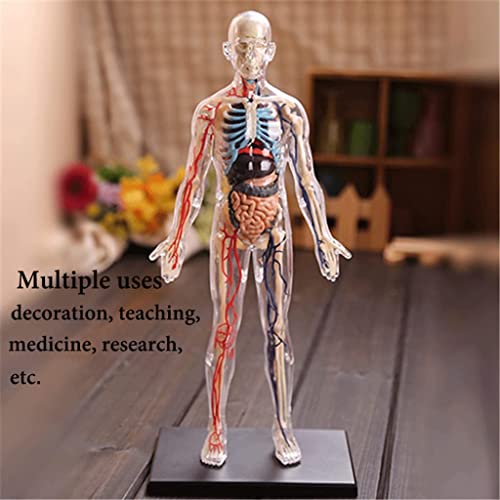 Anatomy Model Skeleton Model Human Model Human Internal Organs Organs Model Neurovascular Teaching Anatomy Model Removerable Human Torso Anatomy Model