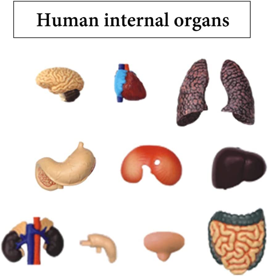 Anatomy Model Skeleton Model Human Model Human Internal Organs Organs Model Neurovascular Teaching Anatomy Model Removerable Human Torso Anatomy Model