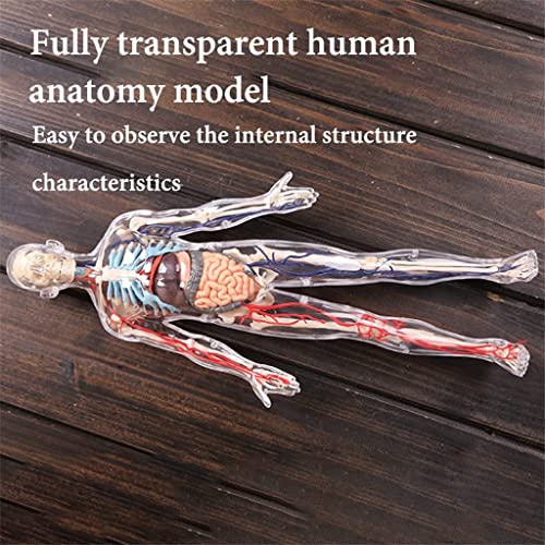 Anatomy Model Skeleton Model Human Model Human Internal Organs Organs Model Neurovascular Teaching Anatomy Model Removerable Human Torso Anatomy Model