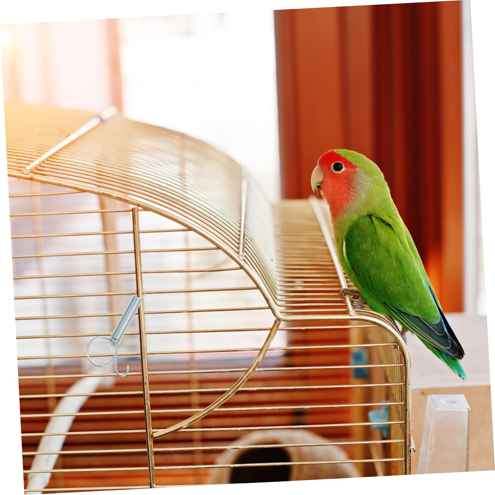 Balacoo 10 Pcs cage Door Spring Hook Critter Nation cage Metal Clothes Hanger Finger Spring latches Metal Hangers cat cage latches Birds cage Hook Stainless Steel Guinea Pig Dedicated
