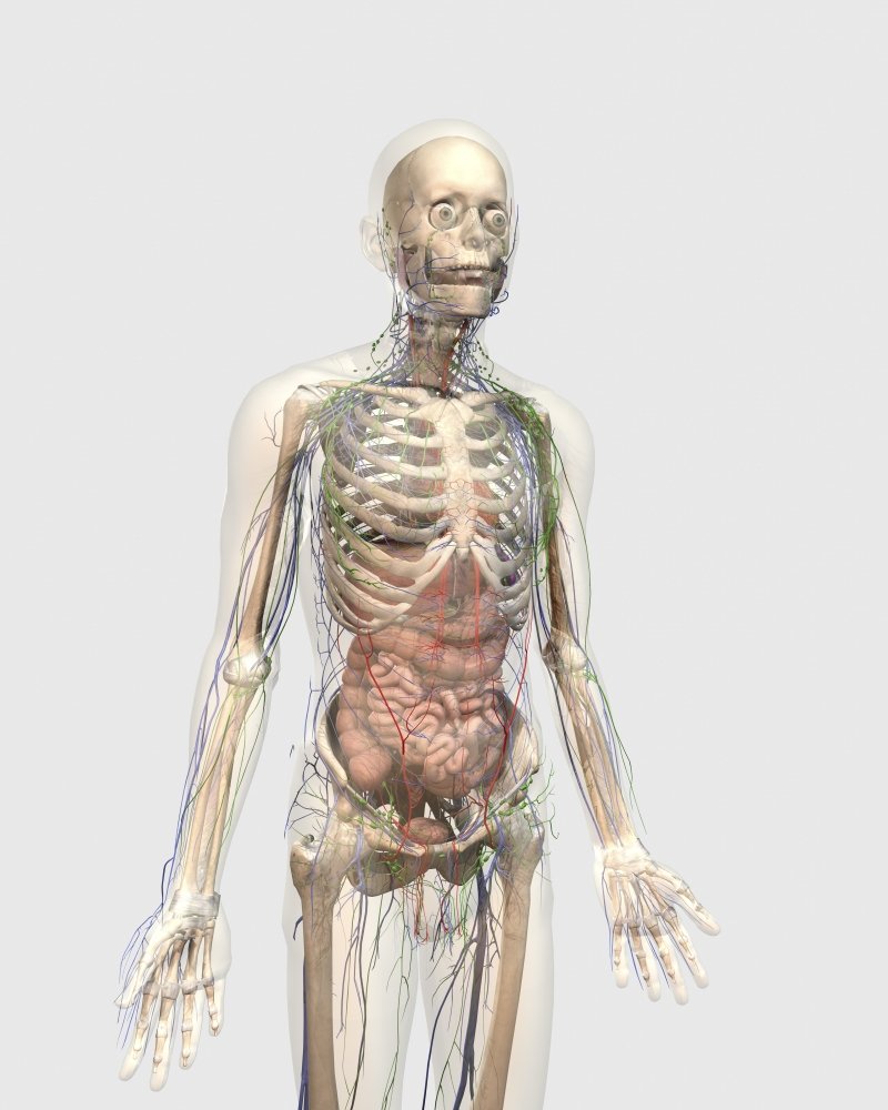 Posterazzi Transparent human body with internal organs lymphatic circulatory system Poster Print, (25 x 32)