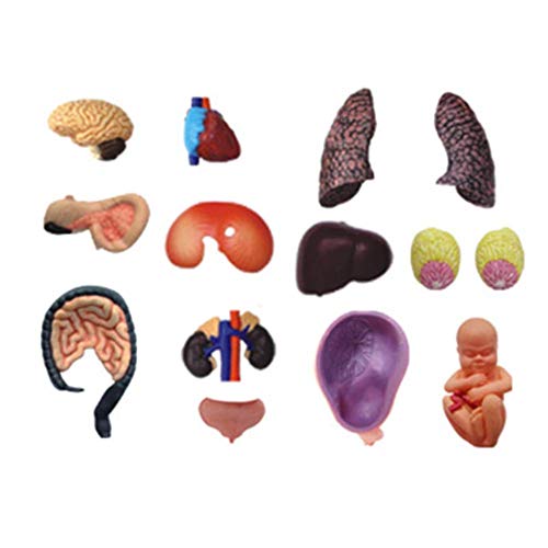 Anatomy Model of Human Internal Organs—Anatomical Model of Human Pregnancy and Pregnancy Organs—37 Parts—Science Education