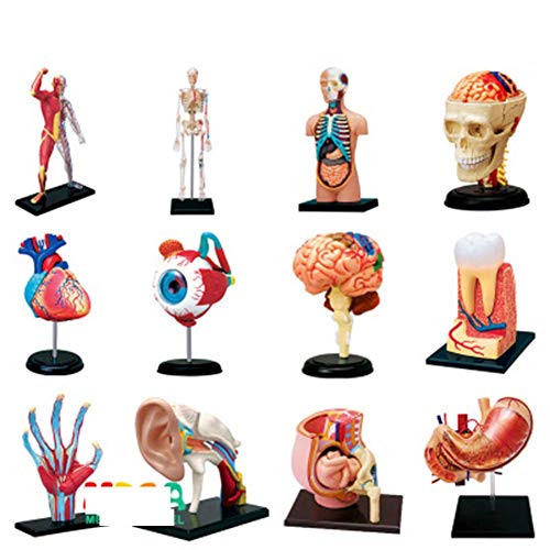 Anatomy Model of Human Internal Organs—Anatomical Model of Human Pregnancy and Pregnancy Organs—37 Parts—Science Education
