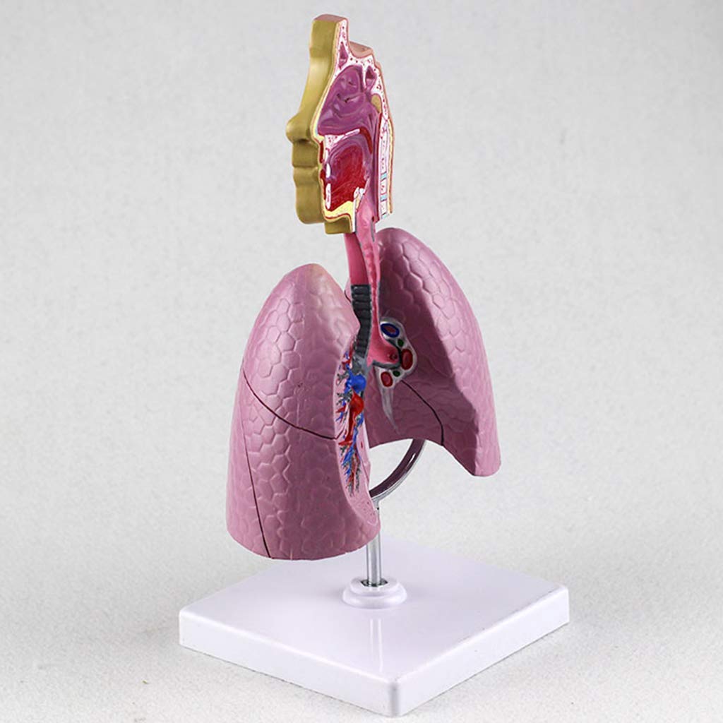 KINOFU Human Respiratory System Model -Removable Human Organ Model -Human Internal Organs Nasopharyngeal Anatomy Respiratory Lung Structure Teaching Model Teaching Aids