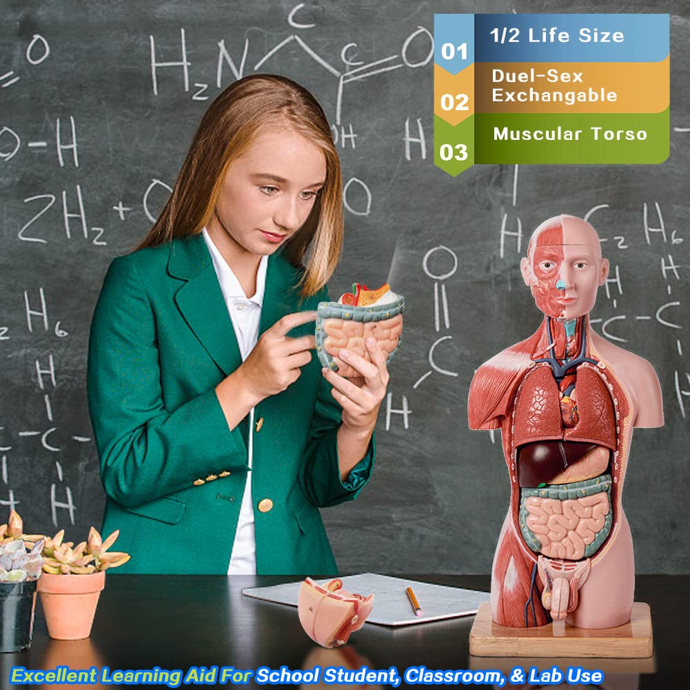 EVOTECH 2025 New Human Body Deluxe Musculature Model, 16 Pcs Removable 17 inch Human Torso Anatomy Model with Heart Head Skull Brain Skeleton Model for Medical Student, Lab & Classroom Use