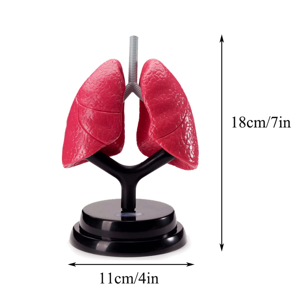 HIRNER Model Teaching Model Realistic Lung Anatomy Model Removerable Human Internal Organ Anatomy Model Medical Teaching Learning Aids for Teaching