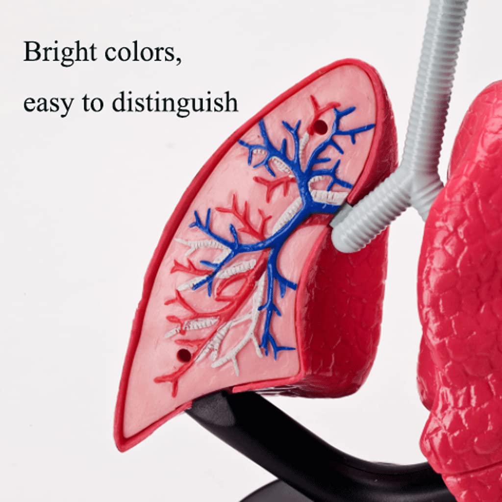 HIRNER Model Teaching Model Realistic Lung Anatomy Model Removerable Human Internal Organ Anatomy Model Medical Teaching Learning Aids for Teaching