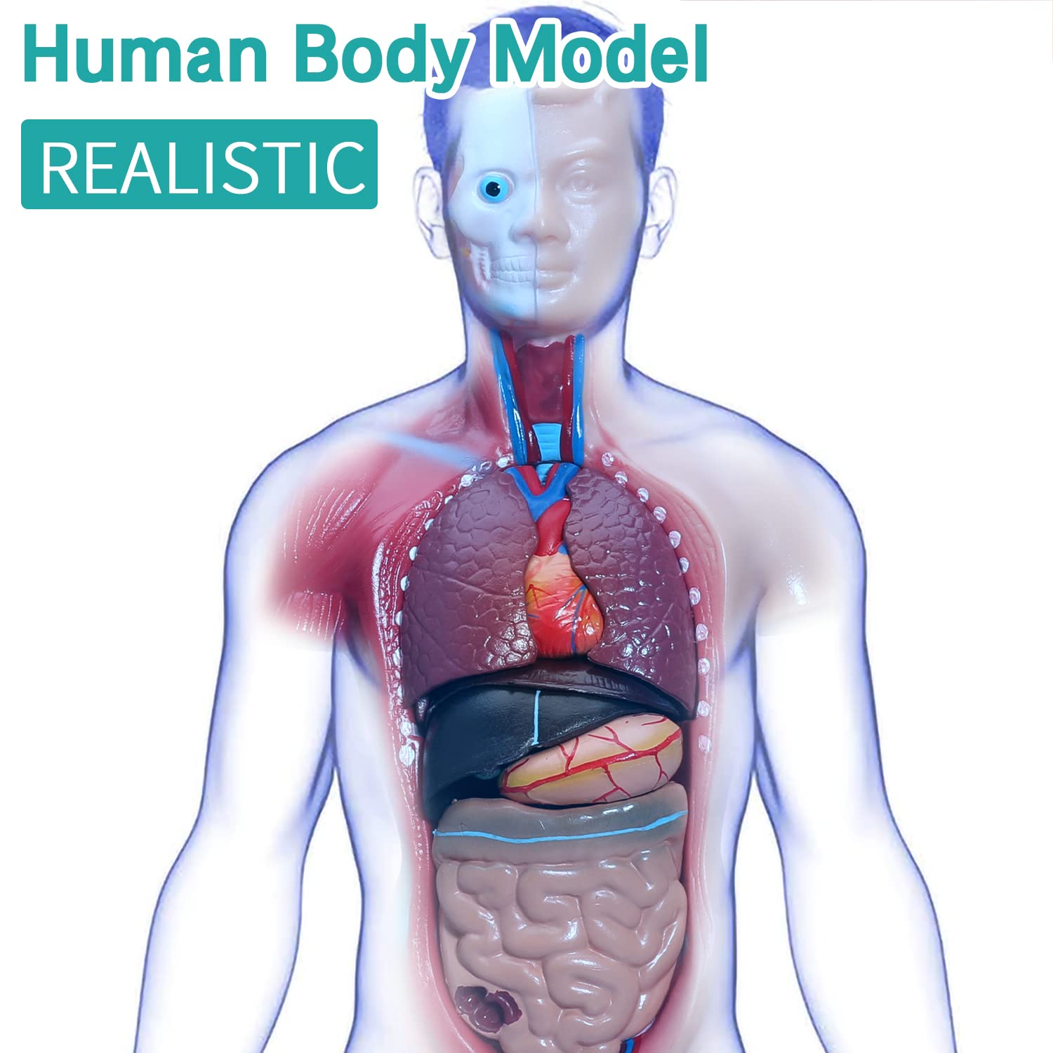 LVCHEN Human Body Model - Human Torso Anatomy Model 15 Pcs Removable Parts with Heart Visceral Brain Skeleto for Preschool & School Science Medical Education Display 28cm/11in