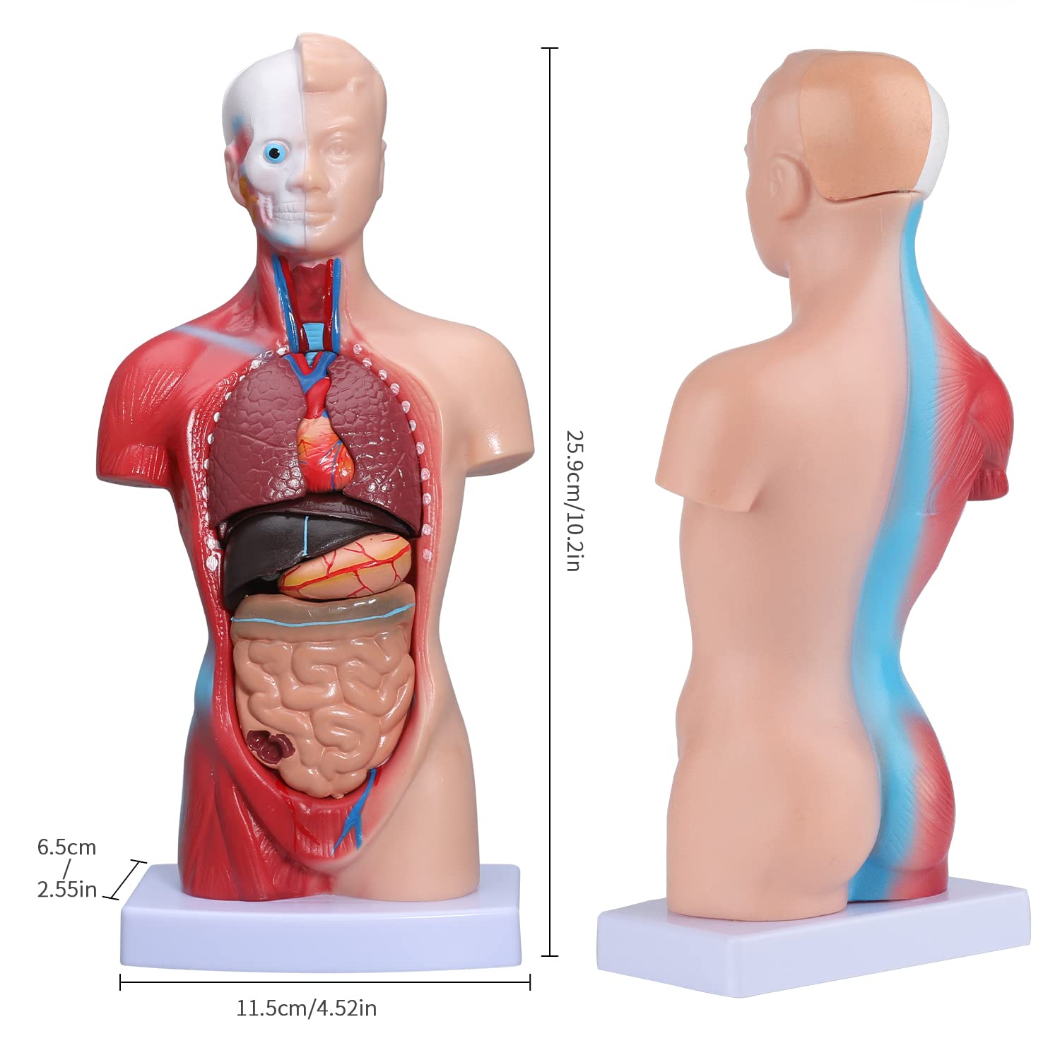 LVCHEN Human Body Model - Human Torso Anatomy Model 15 Pcs Removable Parts with Heart Visceral Brain Skeleto for Preschool & School Science Medical Education Display 28cm/11in