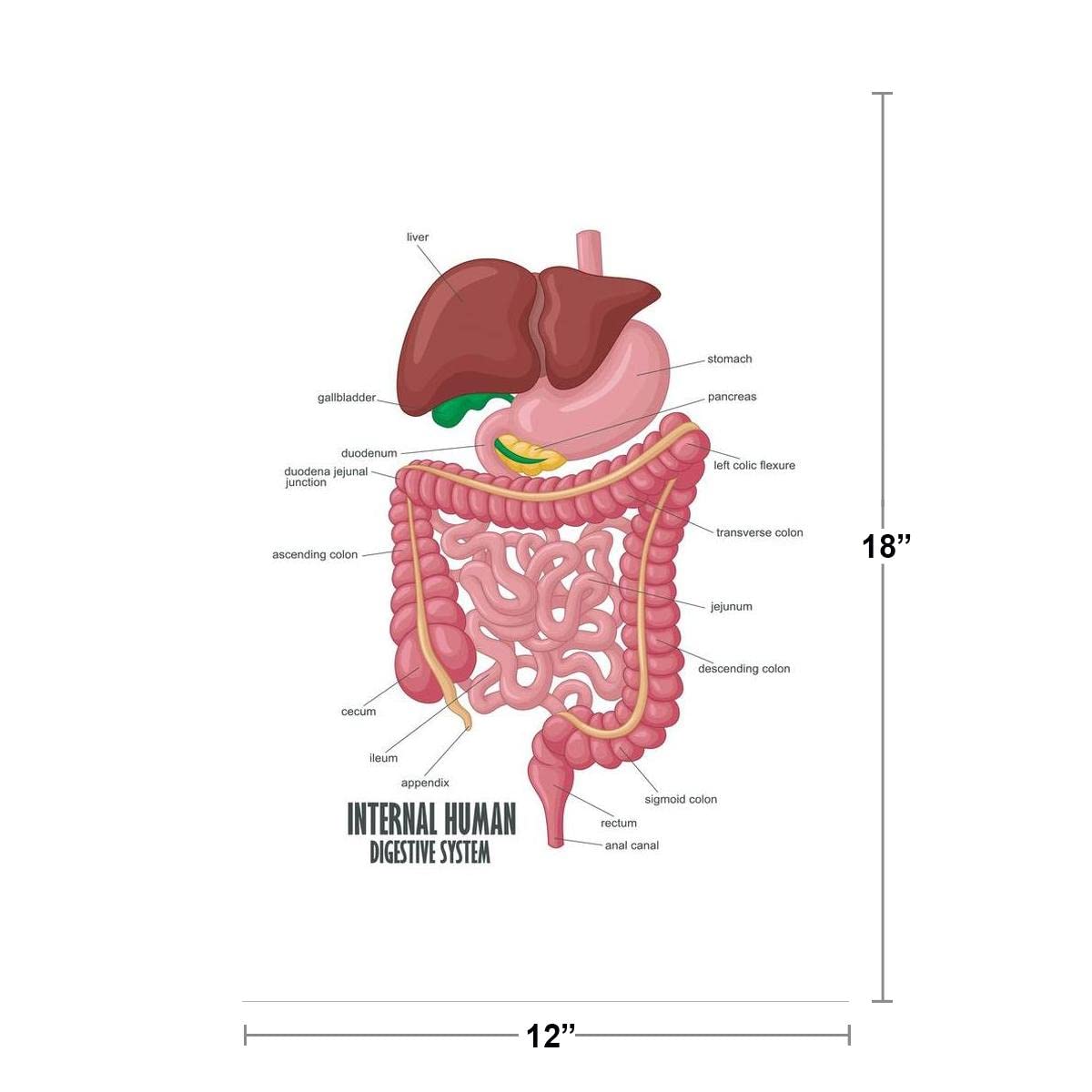 Internal Human Digestive System Illustration Human Anatomy Educational Chart Cool Wall Art Print Poster 12x18