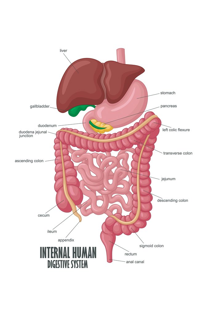 Internal Human Digestive System Illustration Human Anatomy Educational Chart Cool Wall Art Print Poster 12x18