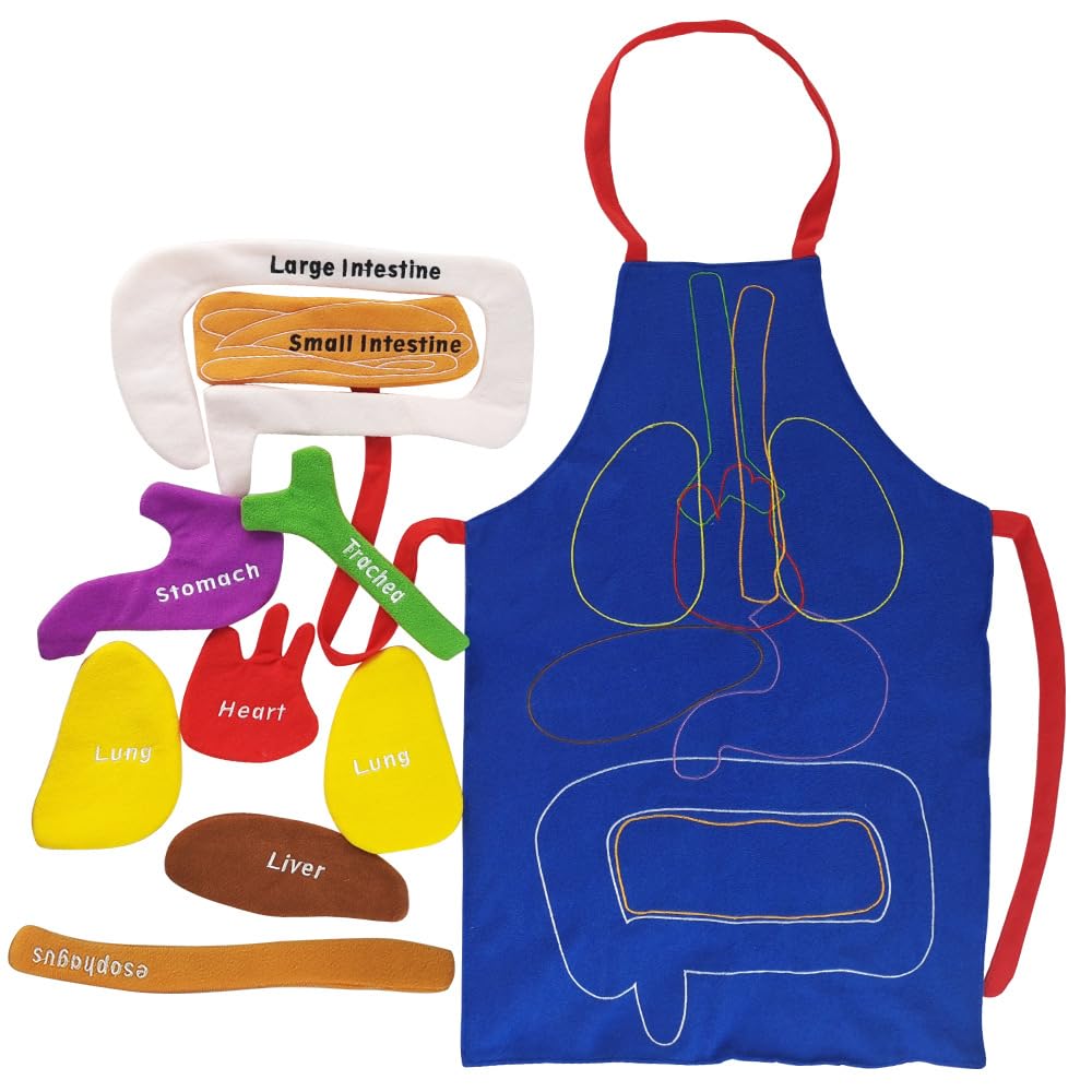 PRIMUZ 3D Organ Apron For Home Preschool Teaching Aid,Human Body Removabl Organs Apron ,Vital Organ Apron That Helps Children Understand The Internal Structure Of The Bod