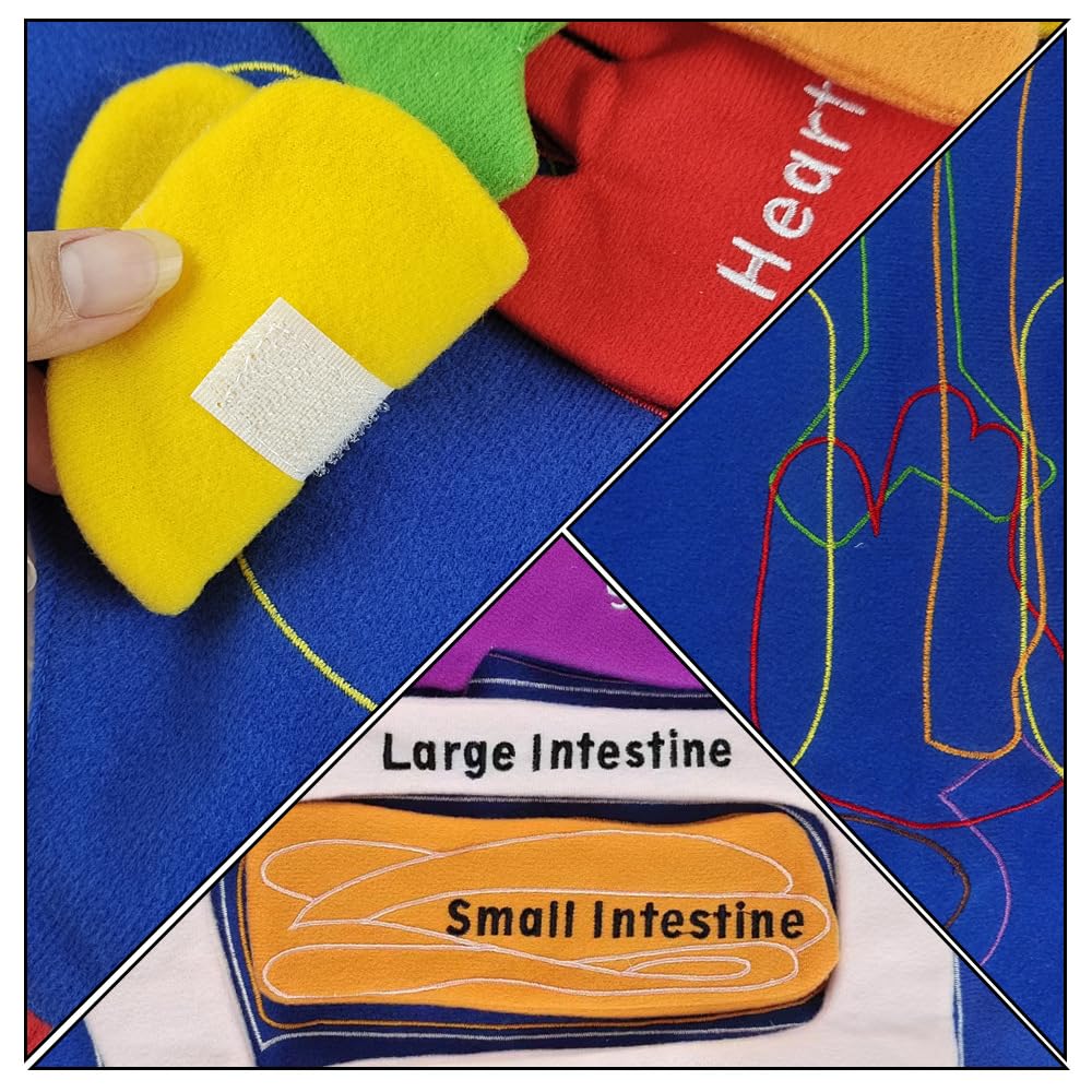 PRIMUZ 3D Organ Apron For Home Preschool Teaching Aid,Human Body Removabl Organs Apron ,Vital Organ Apron That Helps Children Understand The Internal Structure Of The Bod