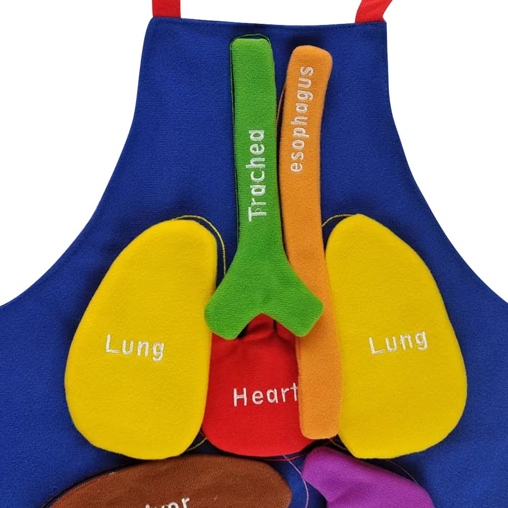 PRIMUZ 3D Organ Apron For Home Preschool Teaching Aid,Human Body Removabl Organs Apron ,Vital Organ Apron That Helps Children Understand The Internal Structure Of The Bod