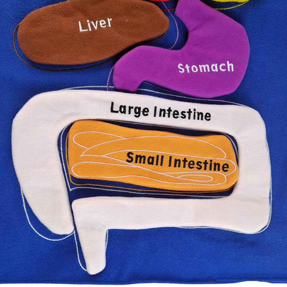 PRIMUZ 3D Organ Apron For Home Preschool Teaching Aid,Human Body Removabl Organs Apron ,Vital Organ Apron That Helps Children Understand The Internal Structure Of The Bod