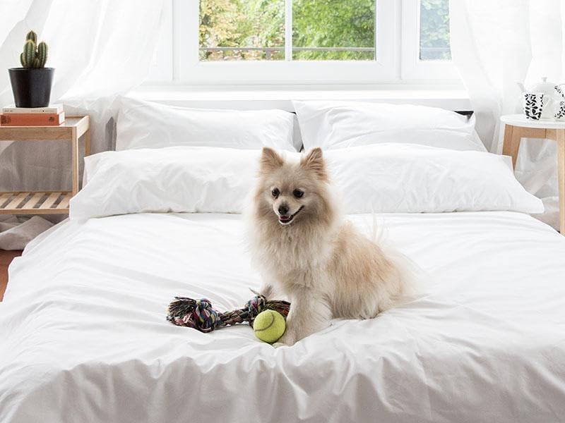 New Organic Cotton Sateen Fitted Sheet for Supreme Comfort and Durability - Fitted Sheets only Cotton-90 x 200cm (EU) size.