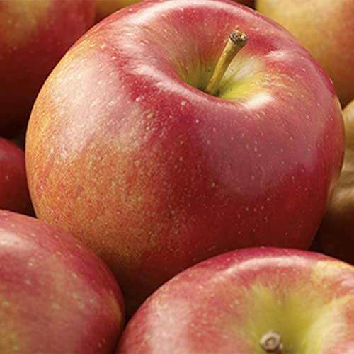 Golden State Fruit Fruitful Trio Deluxe Gift