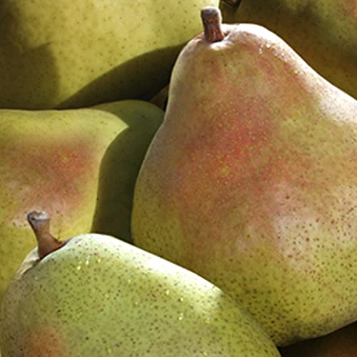 Golden State Fruit Fruitful Trio Deluxe Gift