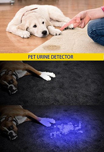 DARKBEAM UV Light Rechargeable USB Flashlight 395nm Blacklight Ultraviolet Wood's Lamp LED Portable Mini Handheld Pocket Torch Detector for Dog Urine Pet Stains Anti-counterfeiting, Resin Curing