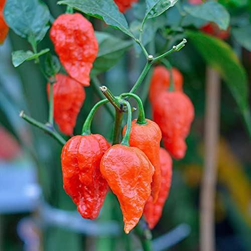 Al Amin Foods Harry and David Ghost Pepper and Onion Relish 2 Glass Jars Net Wt 9.5 (269g) each., Red