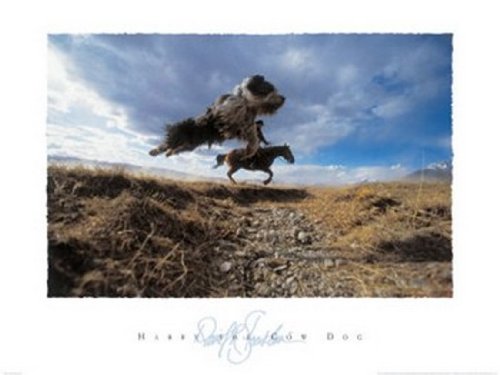 Harry the Cow Dog - Poster by David R. Stoecklein (32 x 24)