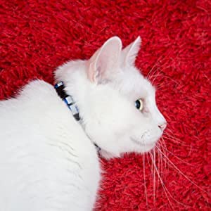 Upgraded Version - Reflective Cat Collar with Bell, Set of 6, Solid & Safe Collars for Cats, Nylon, Mixed Colors, Pet Collar, Breakaway Cat Collar, Free Replacement (6-Pack)