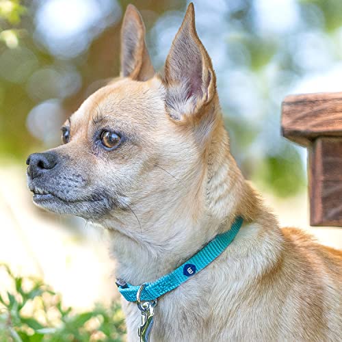 Blueberry Pet Essentials 21 Colors Classic Dog Collar, Turquoise, Small, Neck 12"-16", Nylon Collars for Dogs