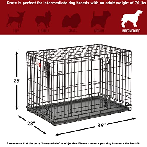 Dog Crate | MidWest Life Stages 36" Double Door Folding Metal Dog Crate | Divider Panel, Floor Protecting Feet, Leak-Proof Dog Pan | 36L x 23W x 25H Inches, Intermediate Dog Breed