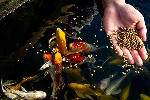 Blue Ridge Fish Food [2LB], Mini and 3/16" Floating Pellet, Koi and Goldfish Growth Formula Blend