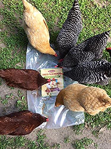 Hatortempt 10lbs Bulk Non-GMO Dried Mealworms for Reptile, Tortoise, Amphibian, Lizard, Wild Birds, Chickens, Duck, Poultry etc
