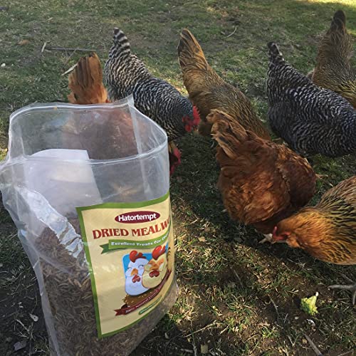Hatortempt 10lbs Bulk Non-GMO Dried Mealworms for Reptile, Tortoise, Amphibian, Lizard, Wild Birds, Chickens, Duck, Poultry etc