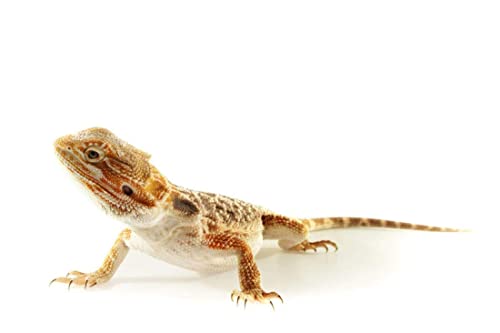 Hatortempt 10lbs Bulk Non-GMO Dried Mealworms for Reptile, Tortoise, Amphibian, Lizard, Wild Birds, Chickens, Duck, Poultry etc