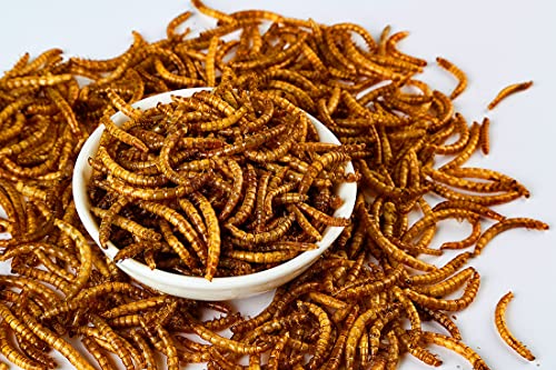 Hatortempt 10lbs Bulk Non-GMO Dried Mealworms for Reptile, Tortoise, Amphibian, Lizard, Wild Birds, Chickens, Duck, Poultry etc