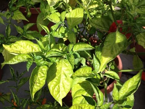 TrueNute Potassium Silicate in 16 Oz Packs, for Aquaponics, Hydroponics, Soil Drench and Foliar Spray to Correct Potassium and Silicate Deficiencies, Helps to Protect Plants from Pest Mold and Mildew
