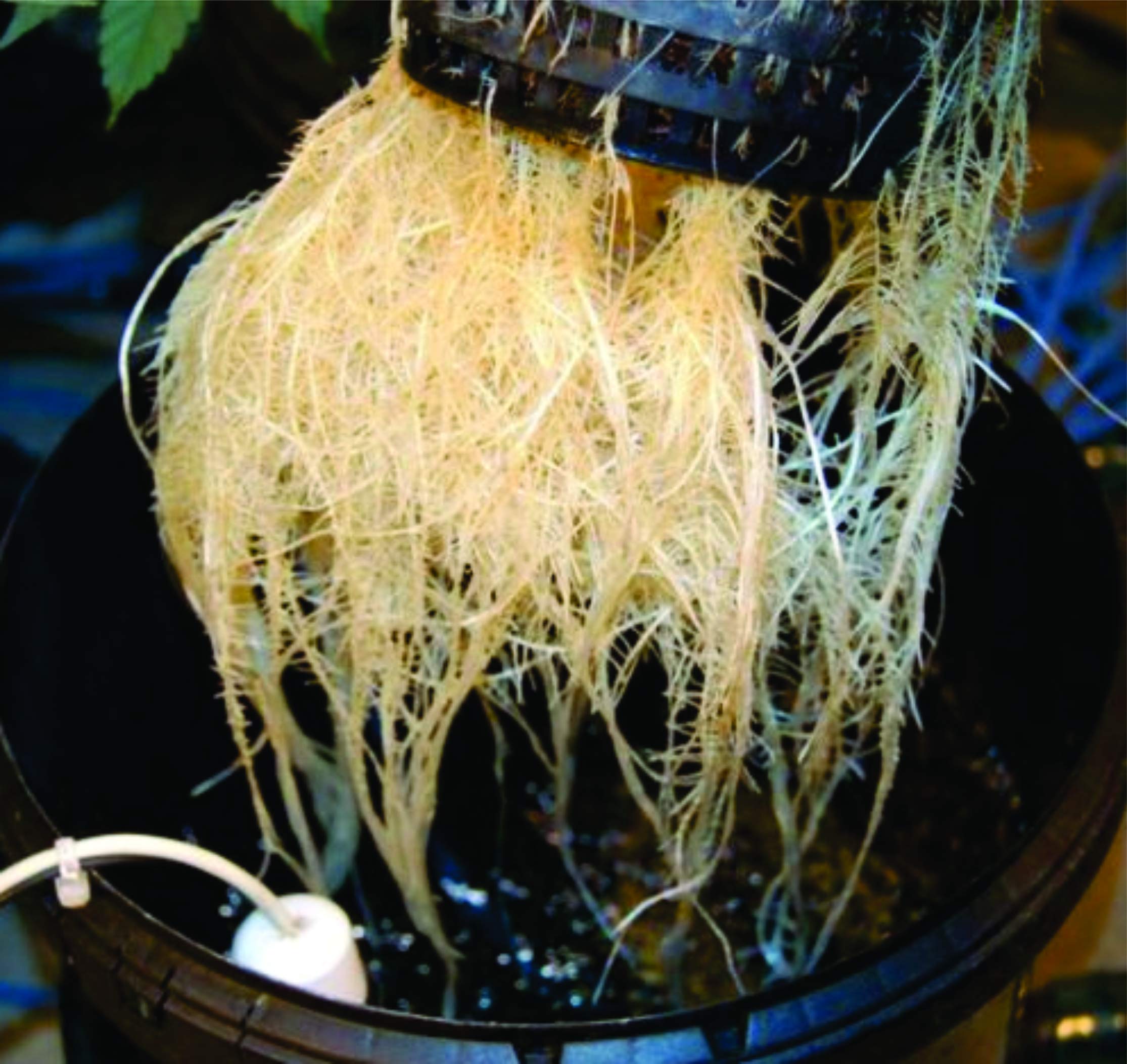 The Atwater HydroPod - Standard A/C Powered DWC Deep Water Culture/Recirculating Drip Hydroponic Garden System Kit - Bubble Bucket - Bubbleponics - Grow Your Own! Start Today! (Nutrients Not Included)