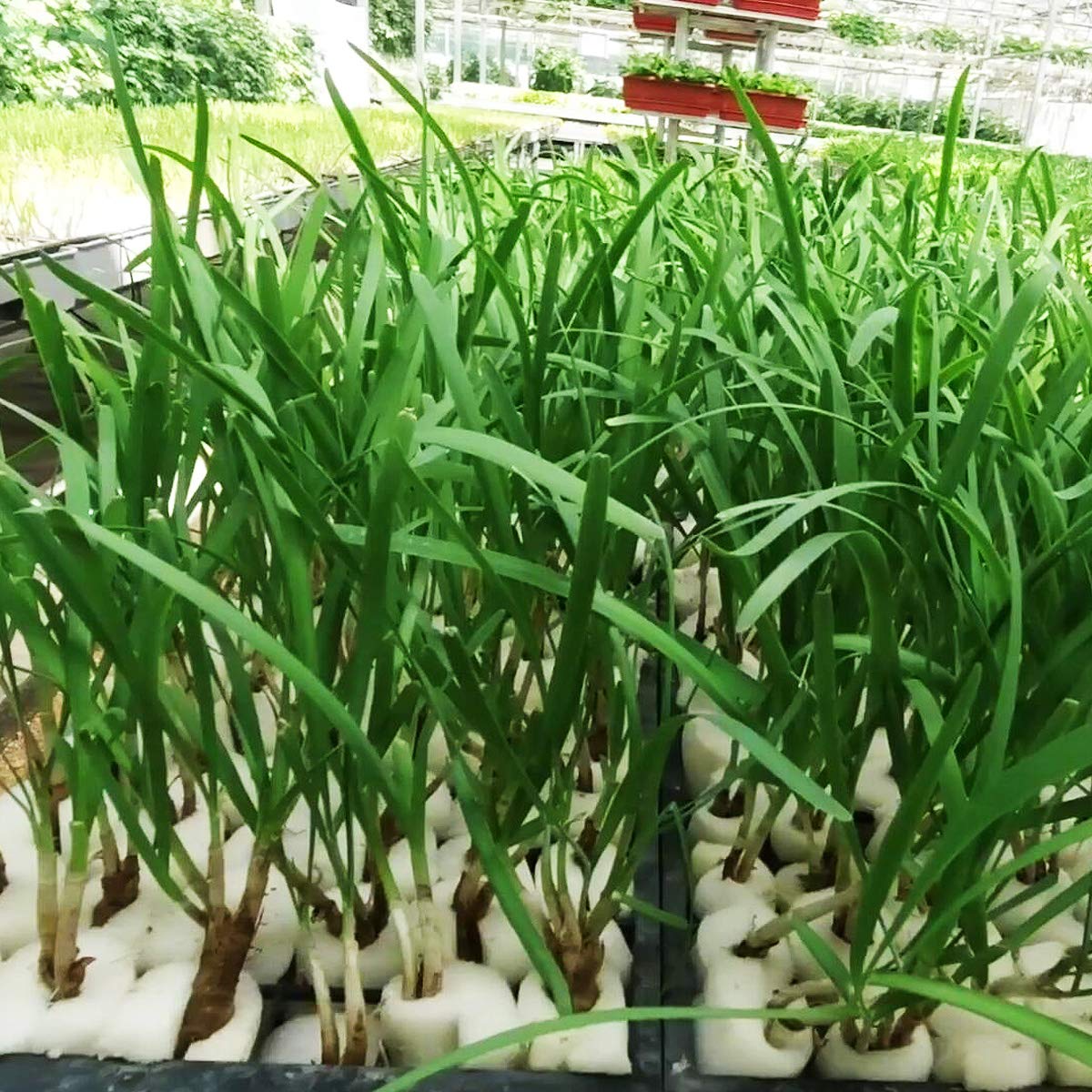 PRUNS 100Pack Hydroponic Sponge Hydroponic Seeds Planting Gardening Tool Sponges Moisturized Soilless Vegetables Cultivation Gardening Tools for Greenhouse Small Bud Growth or Grow Seedlings (2)