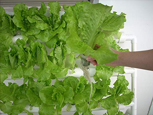 HYDDNice Hydroponic Grow Kit 4 Layers 36 Plant Sites Garden Planting System Hydroponic Growing System Water Culture Garden Plant System Garden Vegetable Planting Tool