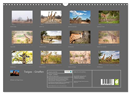 Twigas - Giraffen (Wandkalender 2023 DIN A3 quer), Calvendo 2023 monthly calendar
