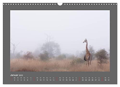 Twigas - Giraffen (Wandkalender 2023 DIN A3 quer), Calvendo 2023 monthly calendar