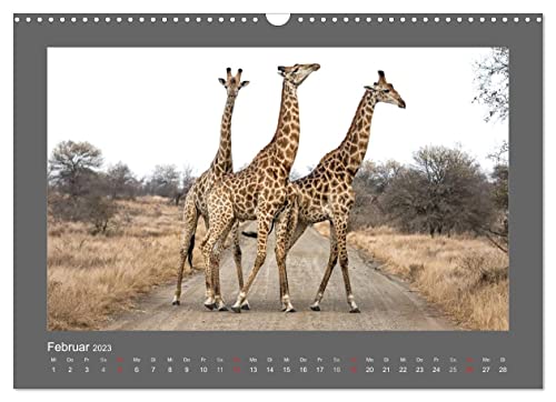 Twigas - Giraffen (Wandkalender 2023 DIN A3 quer), Calvendo 2023 monthly calendar