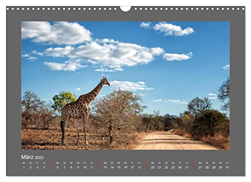 Twigas - Giraffen (Wandkalender 2023 DIN A3 quer), Calvendo 2023 monthly calendar