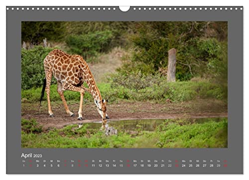 Twigas - Giraffen (Wandkalender 2023 DIN A3 quer), Calvendo 2023 monthly calendar