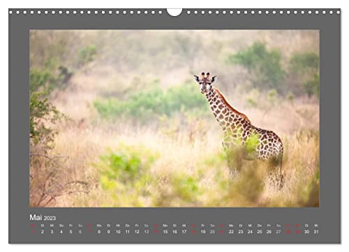 Twigas - Giraffen (Wandkalender 2023 DIN A3 quer), Calvendo 2023 monthly calendar
