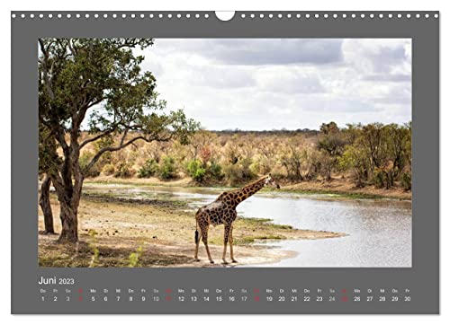 Twigas - Giraffen (Wandkalender 2023 DIN A3 quer), Calvendo 2023 monthly calendar