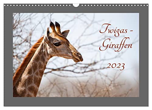 Twigas - Giraffen (Wandkalender 2023 DIN A3 quer), Calvendo 2023 monthly calendar