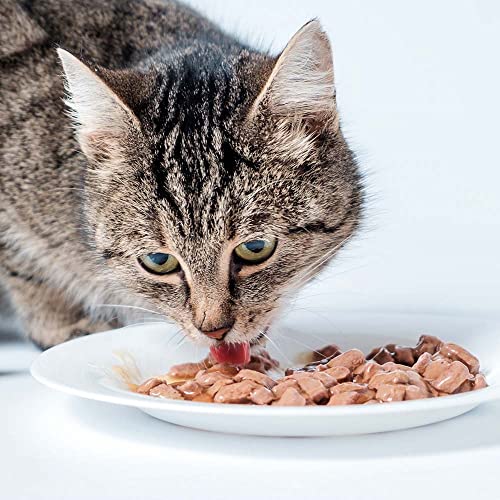 Purina Pro Plan Prime Plus Senior Wet Cat Food Entree 3 Flavor Sampler 6 Can Sampler, (2) Each: Salmon Tuna, Turkey Giblets, Chicken Beef (3 Ounces), Plus Spot Catnip Toy Bundle