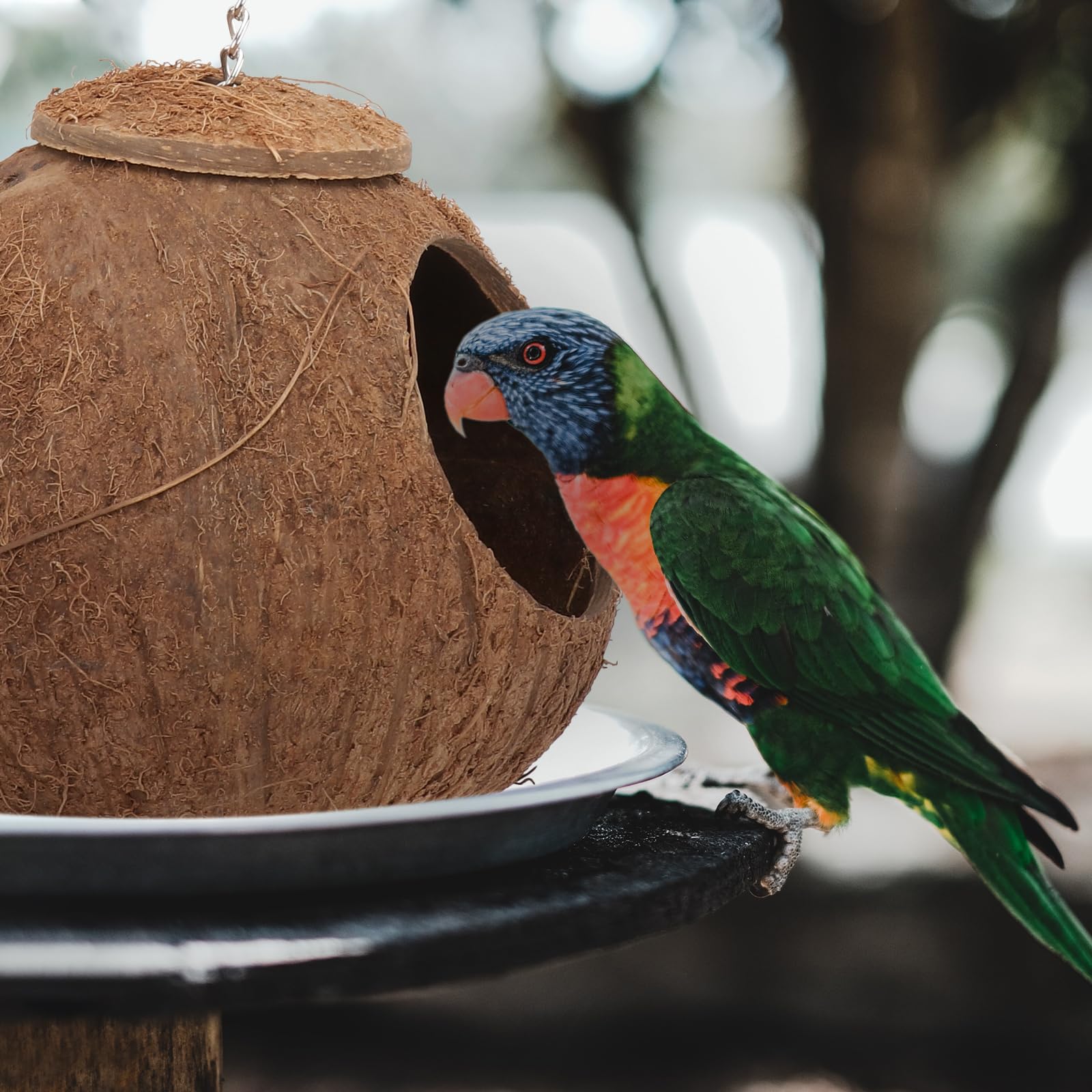 balacoo 2pcs Coconut Parakeet Nesting Box - Hanging Bird Nest Hut Natural Coconut Birdhouse Cage, Bird Hideout, Breeding Nest for Parrot Parakeet and Small Birds