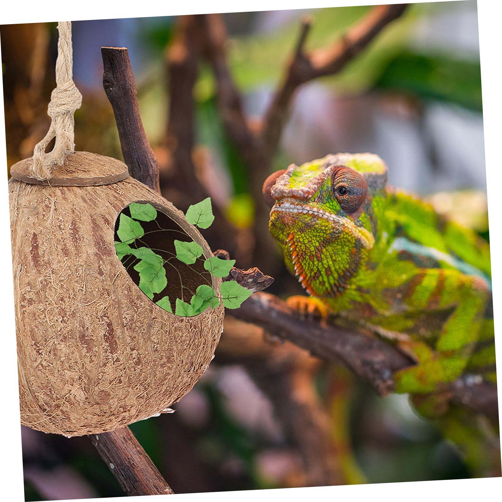 TEHAUX 4pcs Lizard Coconut Nest Pet House Natural Pigeon Bird House Crested Gecko Hide Parrot Cage Cages Bird Hut Pet s Coconut Shell Reptile Pet Nest Bird Cage Rope Hamster