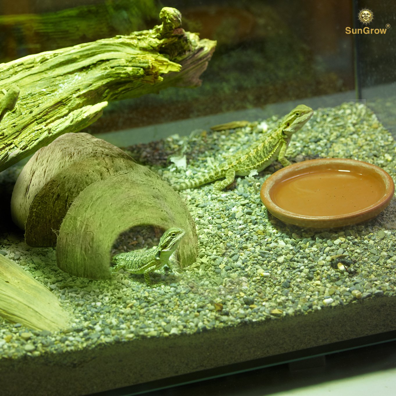 SunGrow Hermit Crab Huts, 5x3 Inches, Arthropod's Coconut Hide, Spacious Coco Tunnel, Use as Hermit Cave or Climber, 3-Pcs